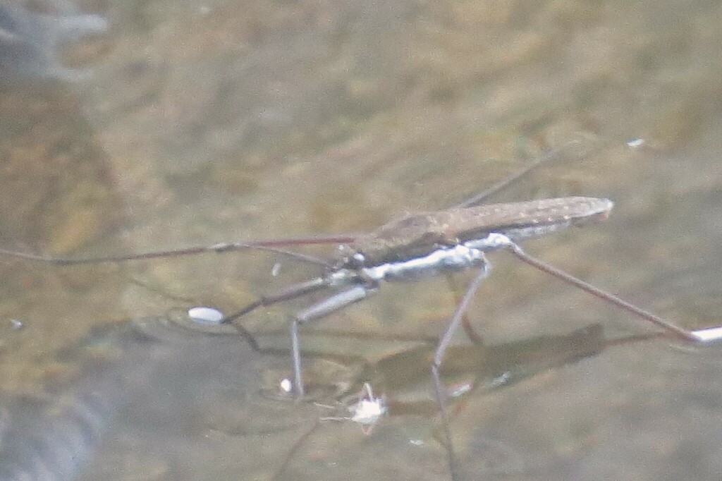 North American Common Water Strider from Julian, CA 92036, USA on June ...