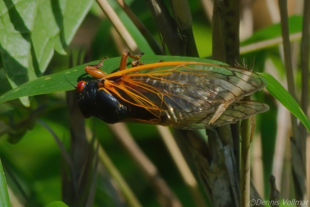 Periodical Cicadas from Whitfield County, US-GA, US on June 7, 2024 at ...