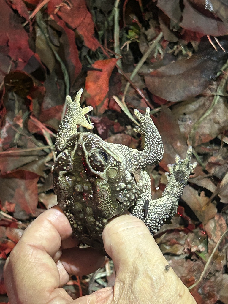 Asian Common Toad from 高雄都會公園, 楠梓區, KHH, TW on June 7, 2024 at 07:22 PM ...