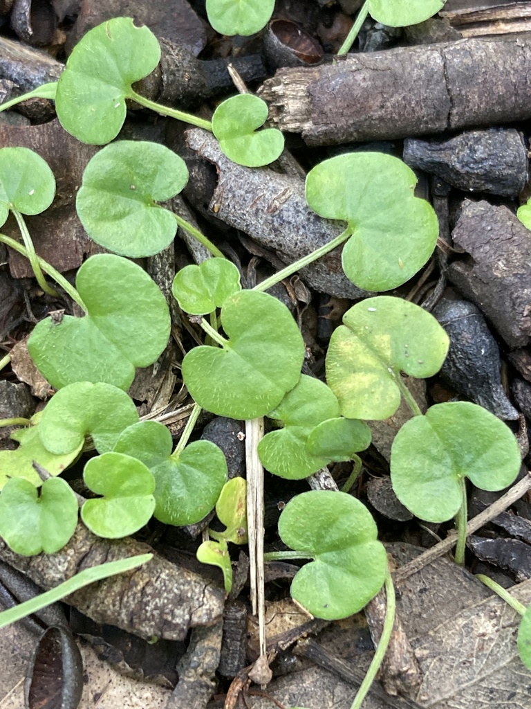 kidney weed from Burraneer Rd, Coomba Park, NSW, AU on June 8, 2024 at ...