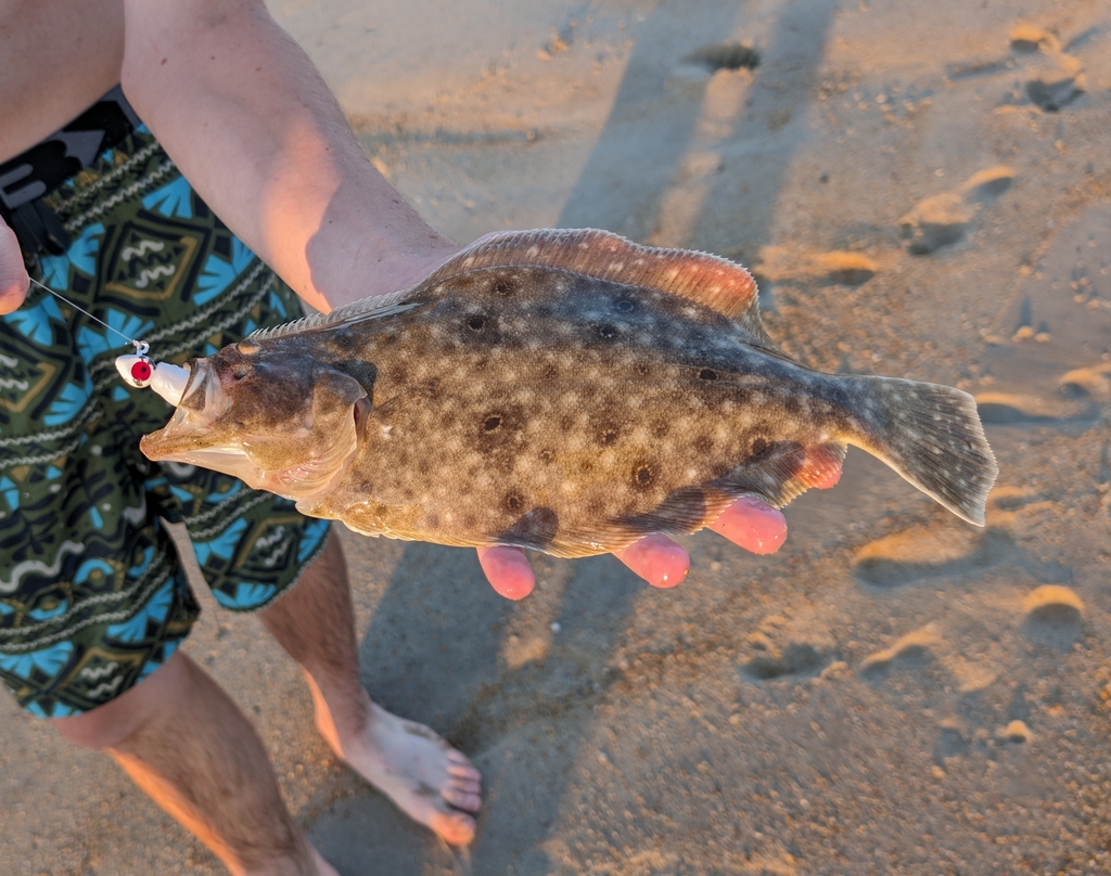 Summer Flounder from Duck, NC, USA on June 7, 2024 at 07:28 PM by ...