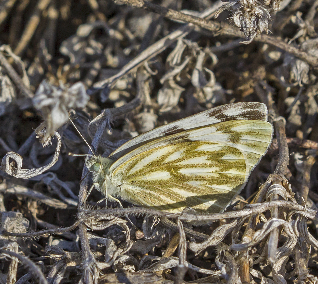 Checkered White (Southern Plains butterfly guide) · iNaturalist