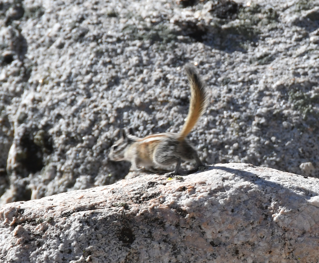 Alpine Chipmunk (Neotamias alpinus) - Know Your Mammals