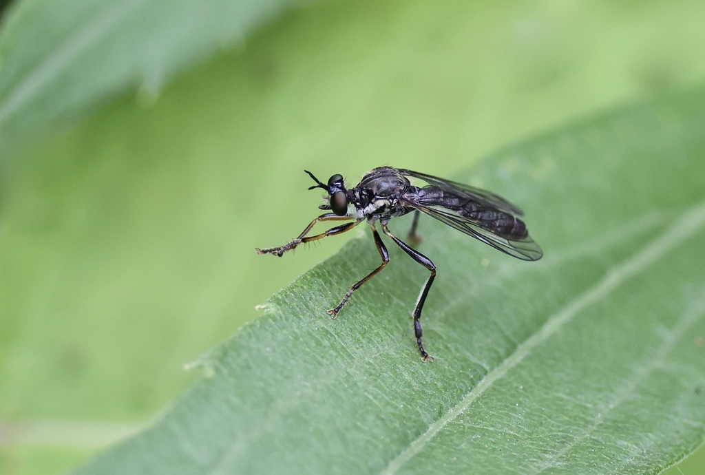 Stripe-legged Robber Fly from Whitmer-Trilby, Toledo, OH, USA on June 7 ...