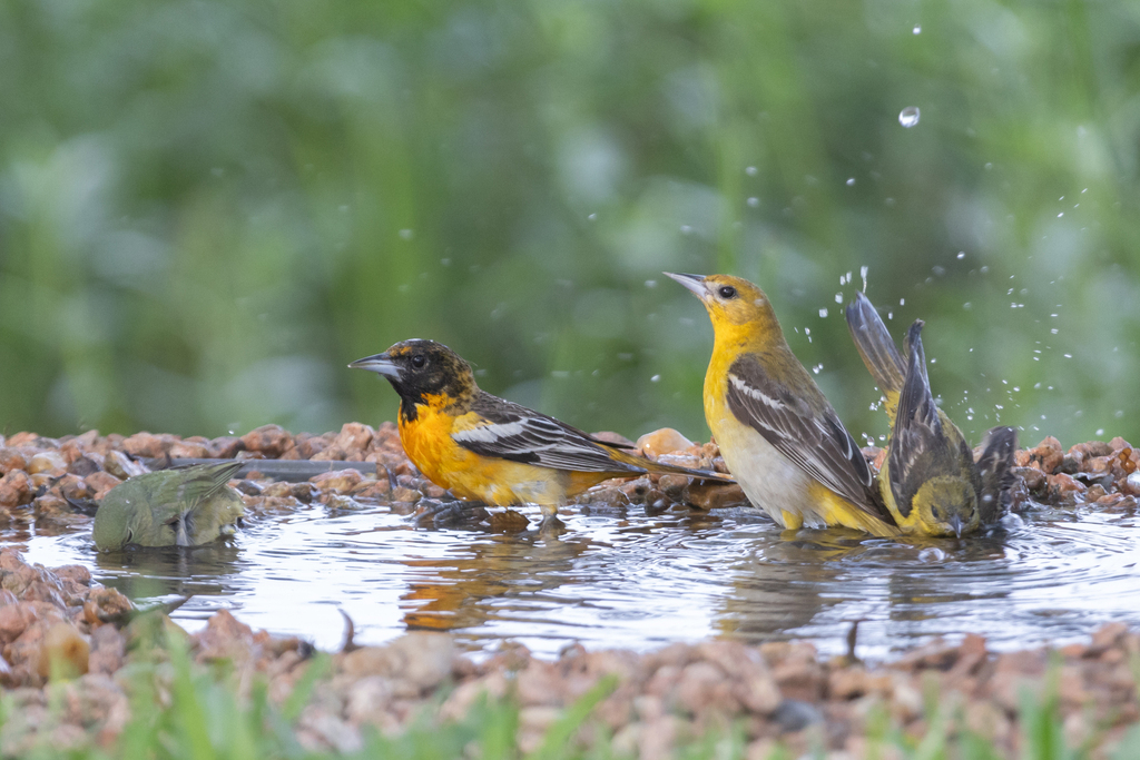 Baltimore Oriole from Port Aransas, TX, USA on May 3, 2024 at 05:25 PM ...