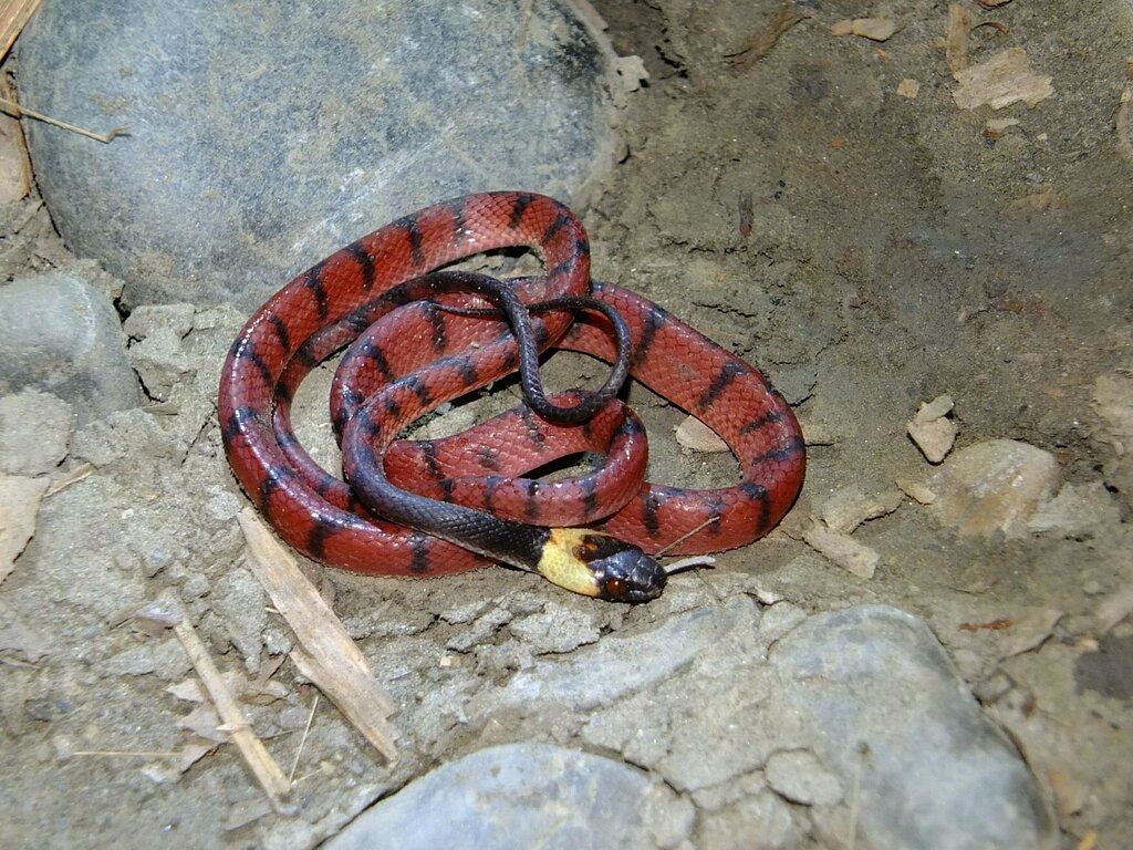Tropical Flat Snake from Manú Province, Peru on July 30, 2018 by David ...