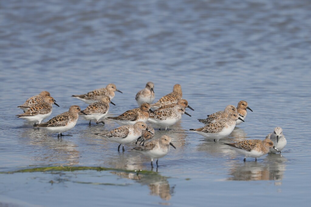 Sanderling from Summer Village of Gull Lake Alberta Canada on May 24 ...
