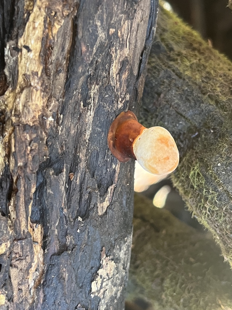 Fungi Including Lichens from Deeral, QLD, AU on June 8, 2024 at 12:27 ...