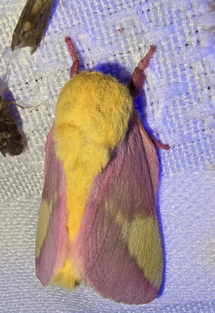 Rosy Maple Moth from Holly Springs, NC 27540, USA on June 7, 2024 at 10 ...