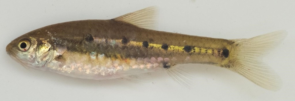 (Enteromius lornae) - Marine Life Identification