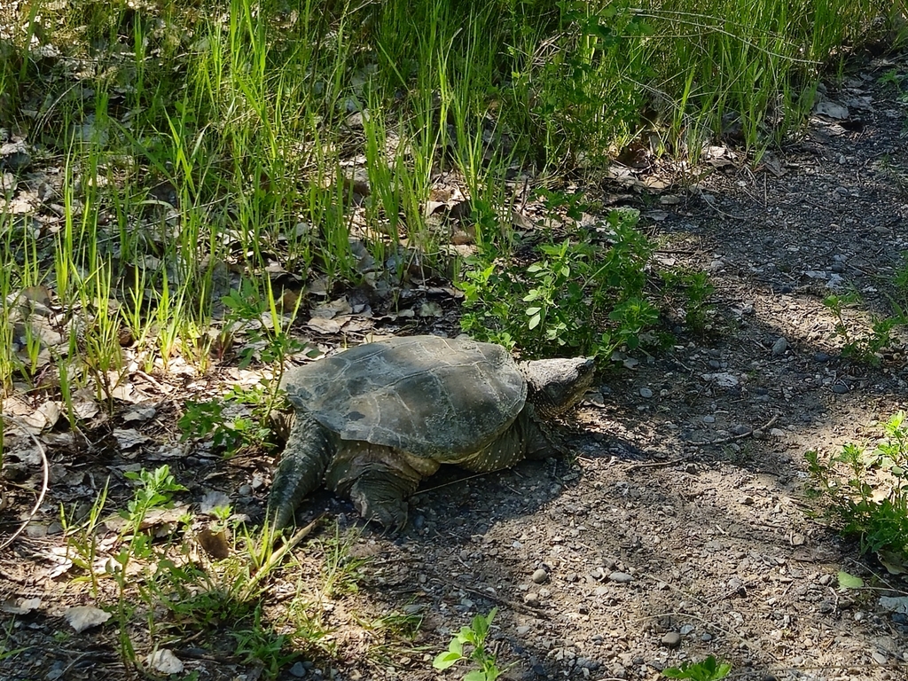 Common Snapping Turtle from Southwest Corridor, Billings, MT 59101, USA ...