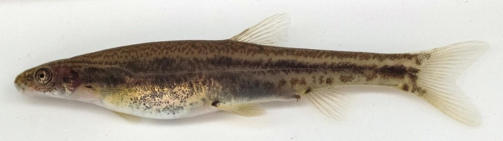 (Kneria stappersii) - Marine Life Identification