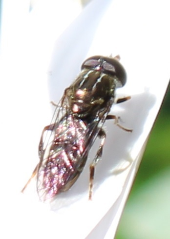 Eumerus peltatus from Smiths Lake NSW 2428, Australia on June 8, 2024 ...