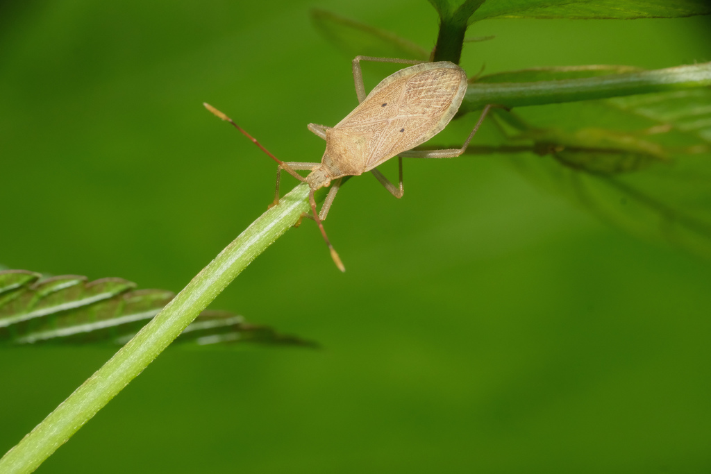 Homoeocerus unipunctatus from TuenMun-良景 on June 7, 2024 at 12:33 PM by ...