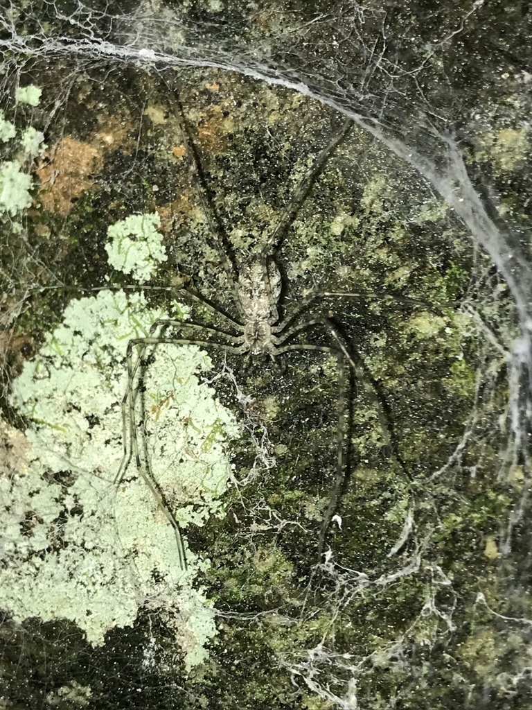 Pocock's Lampshade-web Spider from Pickens, SC, US on June 06, 2024 at ...