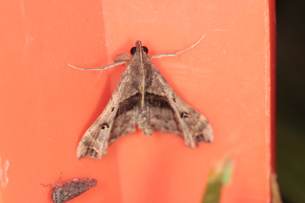 Faint-spotted Palthis Moth from Franklin County, PA, USA on June 7 ...