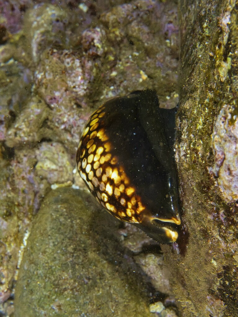 Humpback Cowry from North Shore, Waialua, HI, USA on May 21, 2024 at 12 ...
