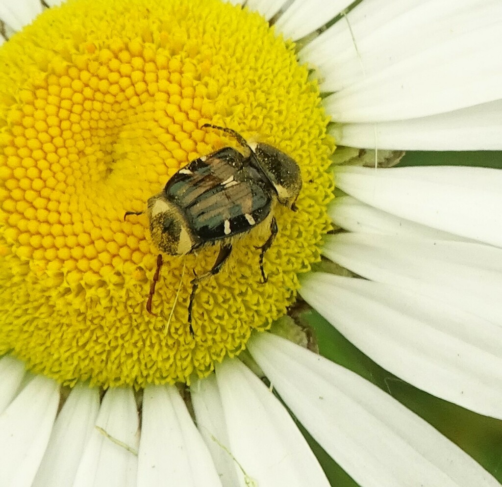 Bee-like Flower Scarab from Cushing Drive, Essex Junction, VT, USA on ...