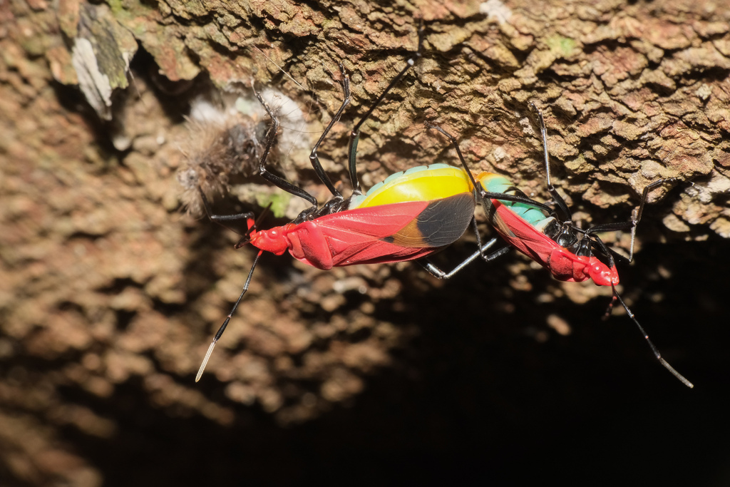 Dindymus sanguineus from TuenMun-良景 on June 7, 2024 at 01:00 PM by PK ...