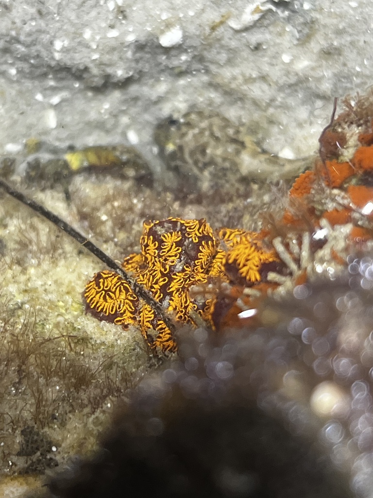 Botrylloides niger from Tampa Bay, Saint Petersburg, FL, US on June 7 ...