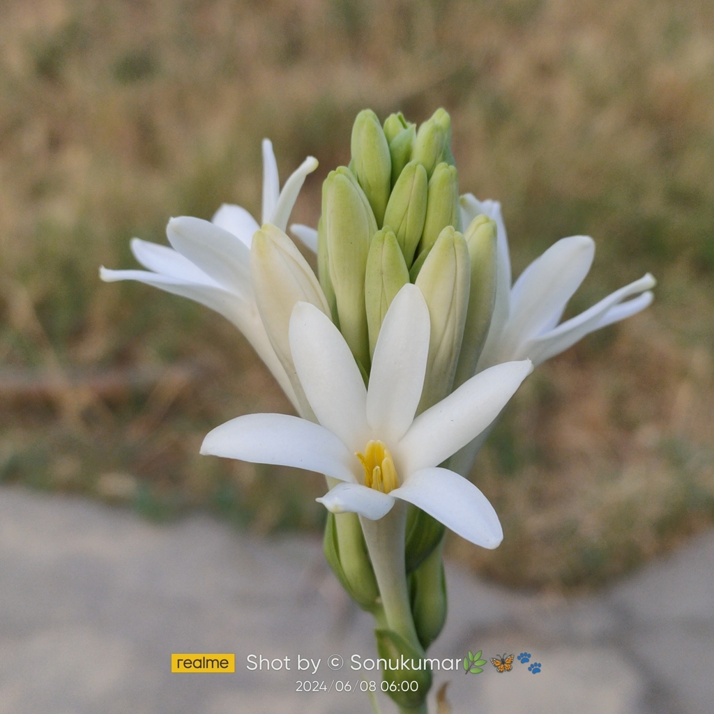 Tuberose (Polianthes tuberosa) - Botanical Realm
