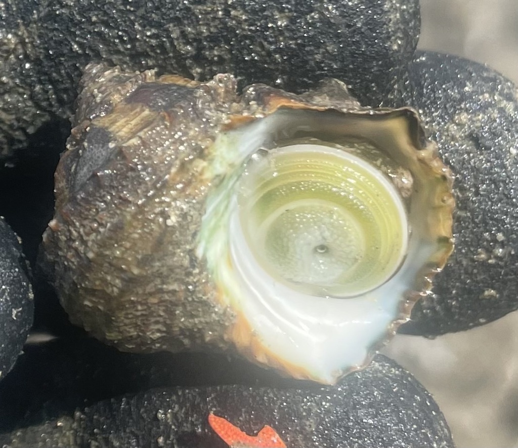Turbo saxosus from Golfo De Panamá, Provincia de Panamá, PA on June 7 ...