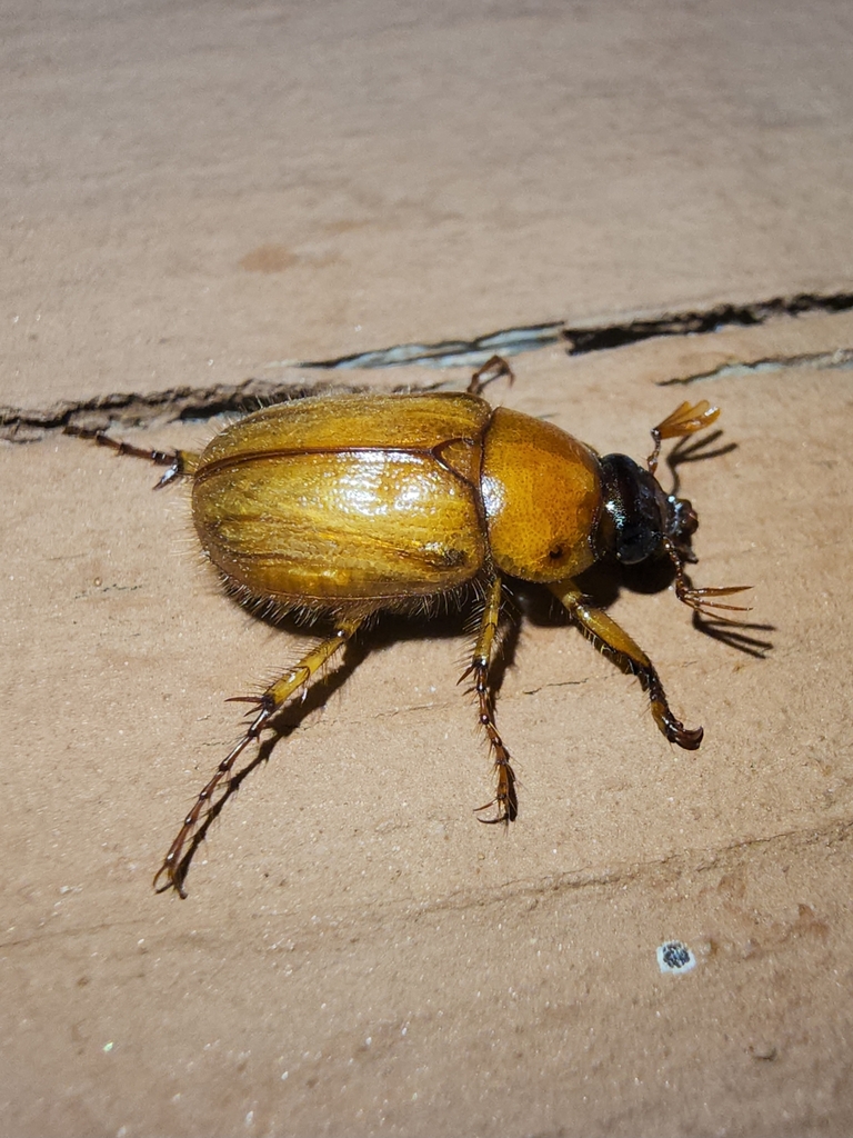 Southern Masked Chafer from Blythewood, SC, USA on June 7, 2024 at 10: ...