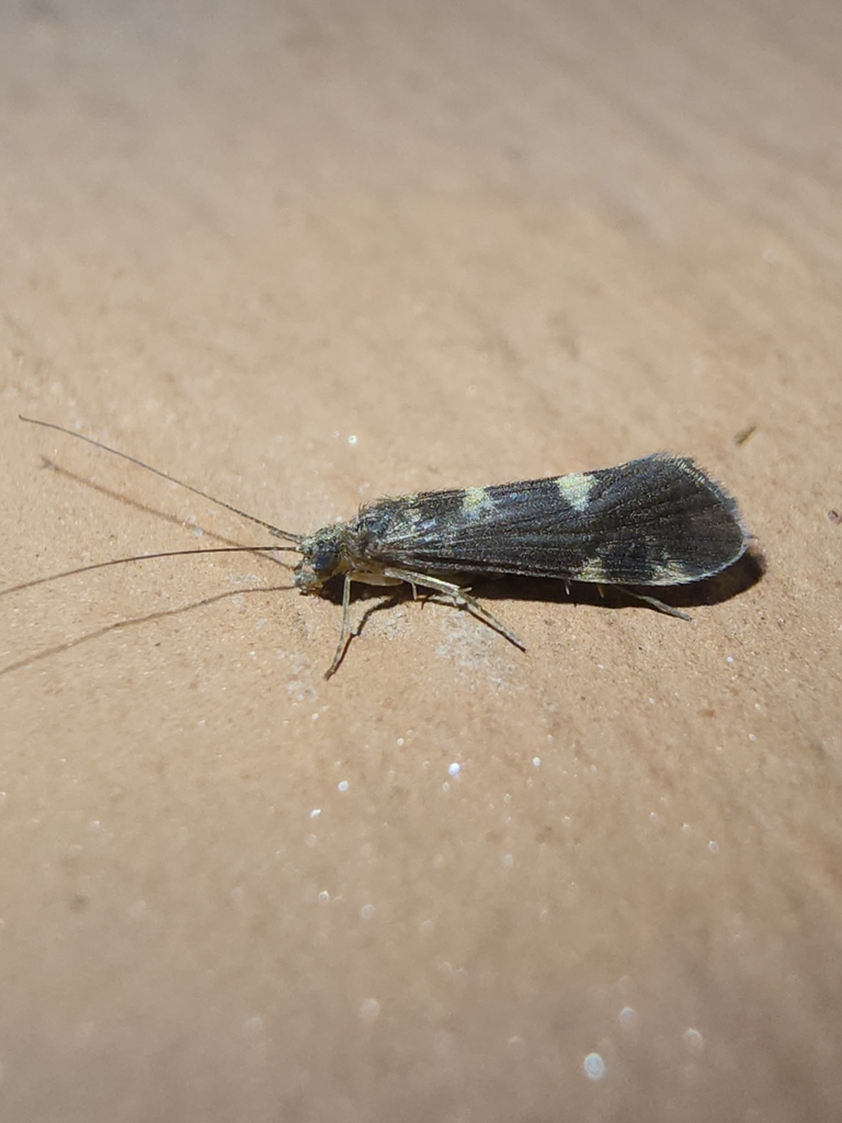 Ceraclea from Blythewood, SC, USA on June 7, 2024 at 11:37 PM by ...