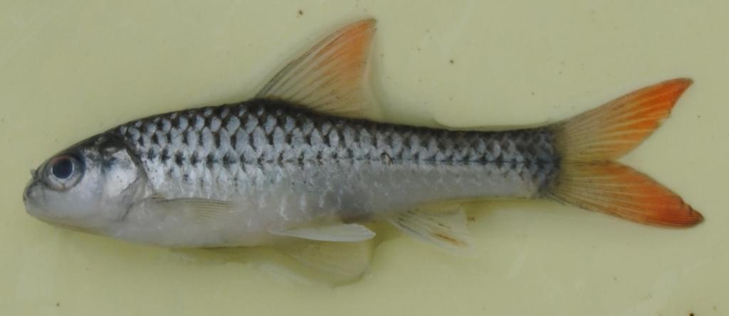 (Enteromius manicensis) - Marine Life Identification