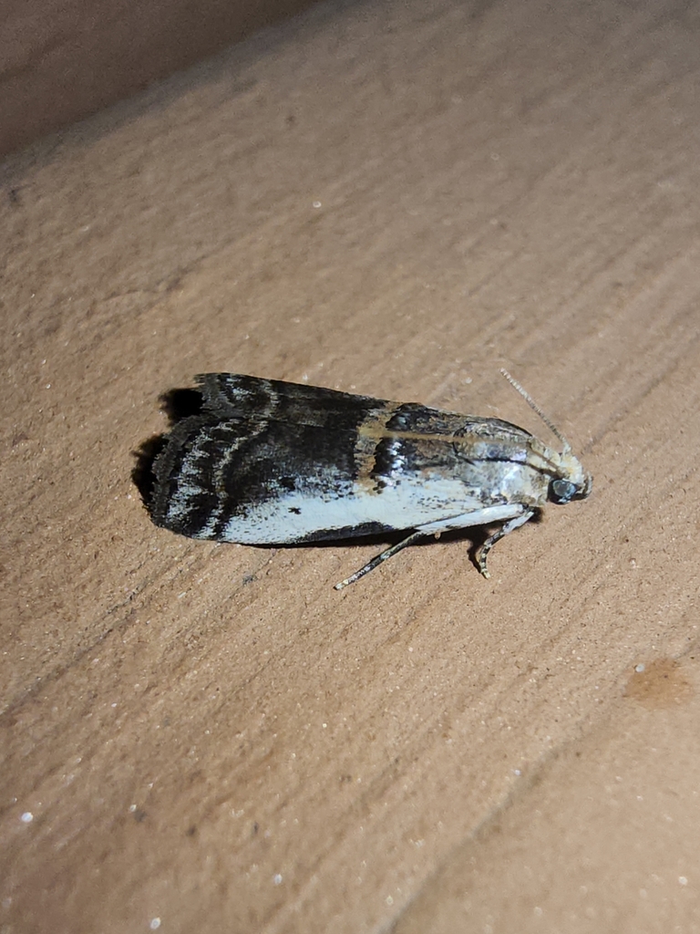 Kearfott's Acrobasis Moth from Blythewood, SC, USA on June 7, 2024 at ...