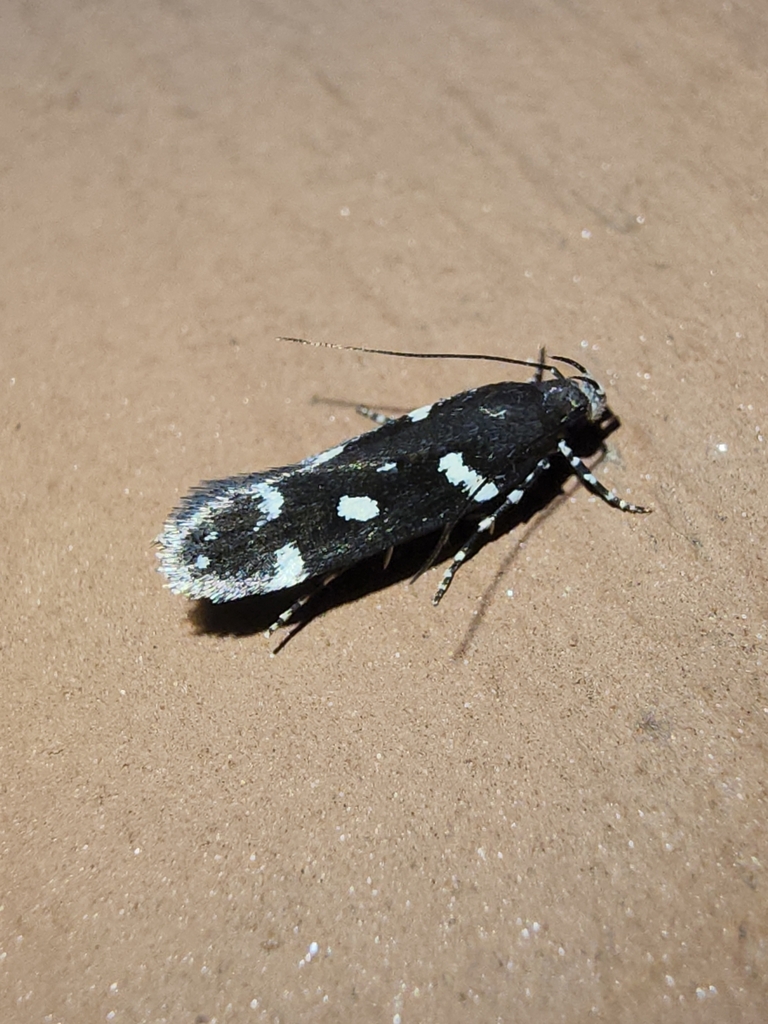 Six-spotted Aroga Moth from Blythewood, SC, USA on June 07, 2024 at 11: ...
