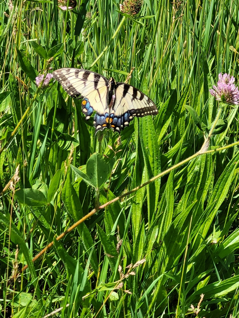 Eastern Tiger Swallowtail from Mukwonago, WI, USA on June 7, 2024 at 02 ...