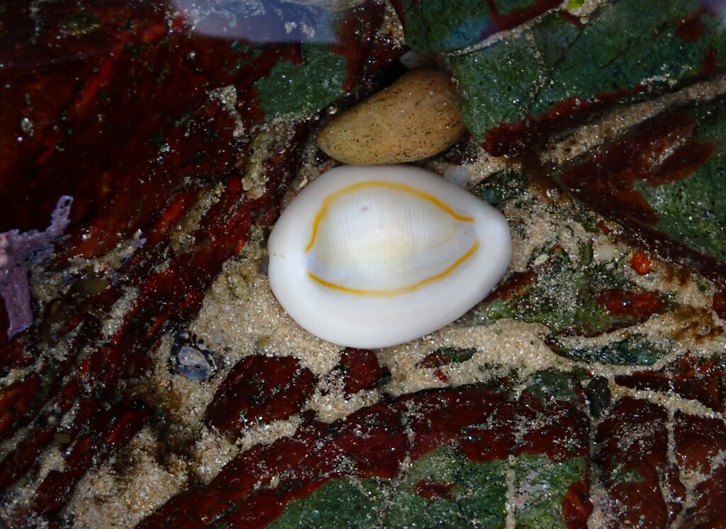 Gold Ring Cowry from Diggers Camp NSW 2462, Australia on June 6, 2024 ...