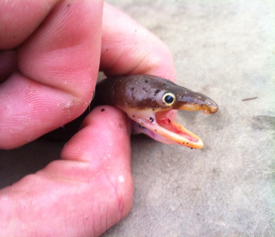 Longfinned Worm Eel from Port Adelaide SA 5015, Australia on June 24 ...