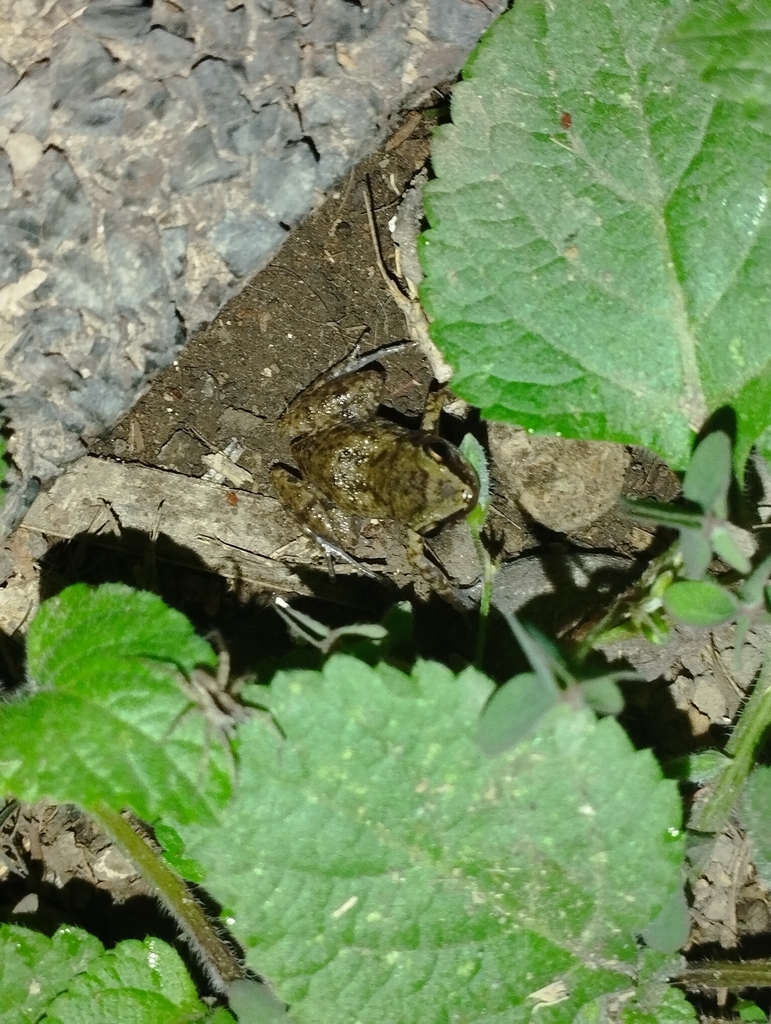 Rana chirriadora pálida desde Lagos del Country, 63175 Tepic, Nay ...