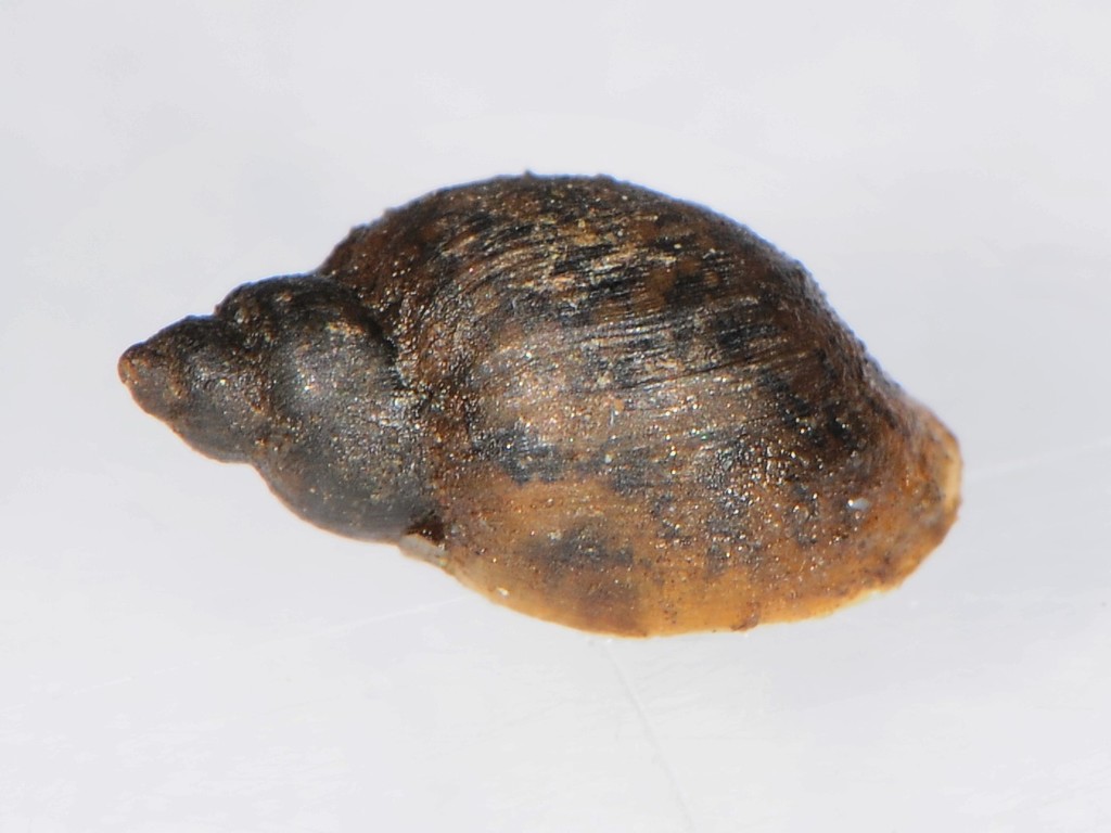 Rock Fossaria (Gastropods of the United States Pt.8) · iNaturalist