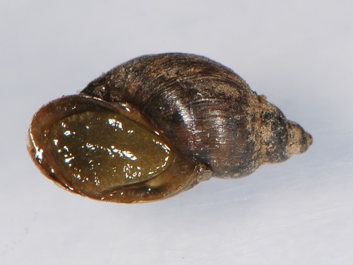 Género Fossaria · iNaturalist Mexico