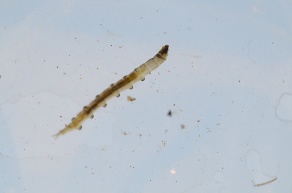 Antocha from Lane County, OR, USA on June 7, 2024 at 05:05 PM by Mike ...