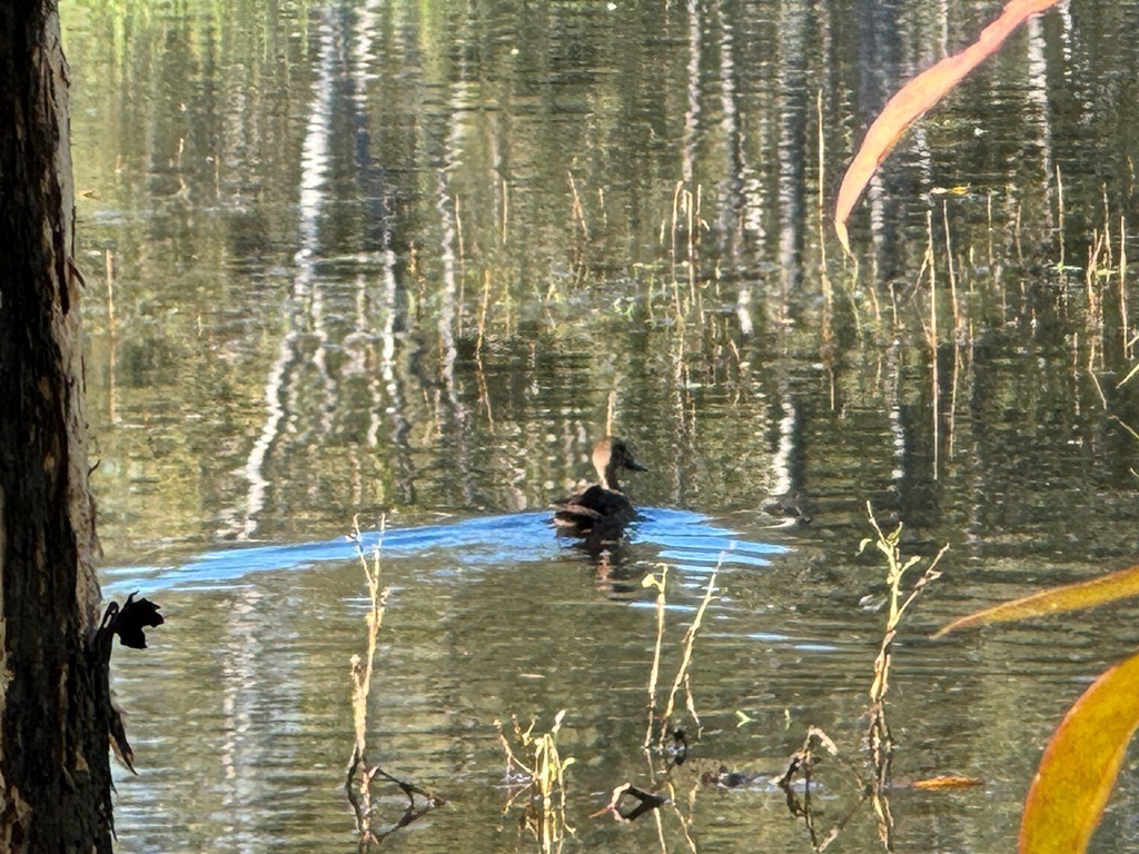 Pacific Black Duck from Morton Vale QLD 4343, Australia on June 7, 2024 ...