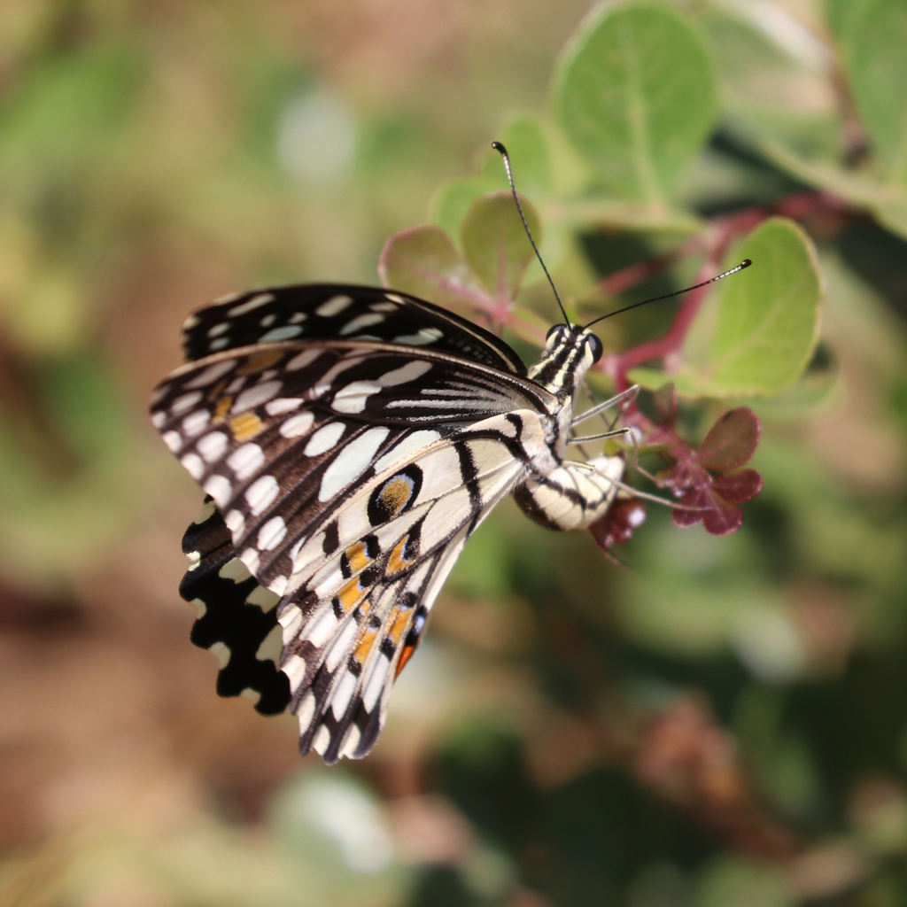 Lime Swallowtail from Mahawilachchiya, Sri Lanka on February 20, 2018 ...
