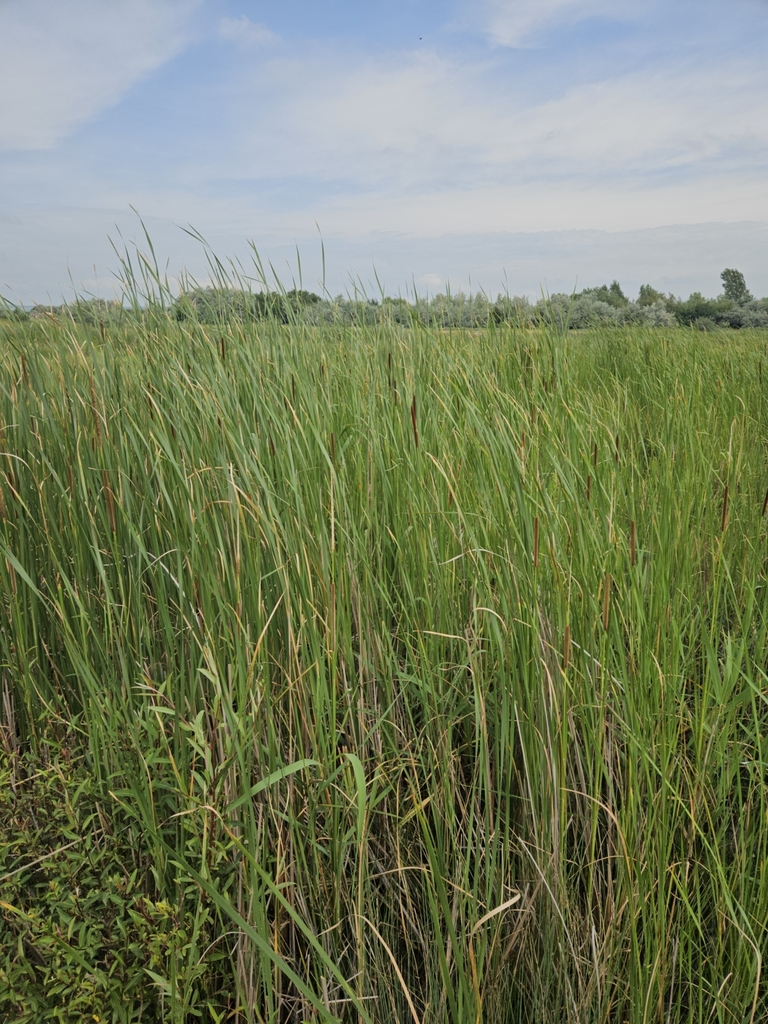 Cattails from Kareli Municipality, Georgia on June 8, 2024 at 10:47 AM ...