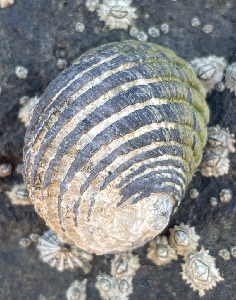 Nerita from Coral Sea, Mission Beach, QLD, AU on June 8, 2024 at 03:54 ...