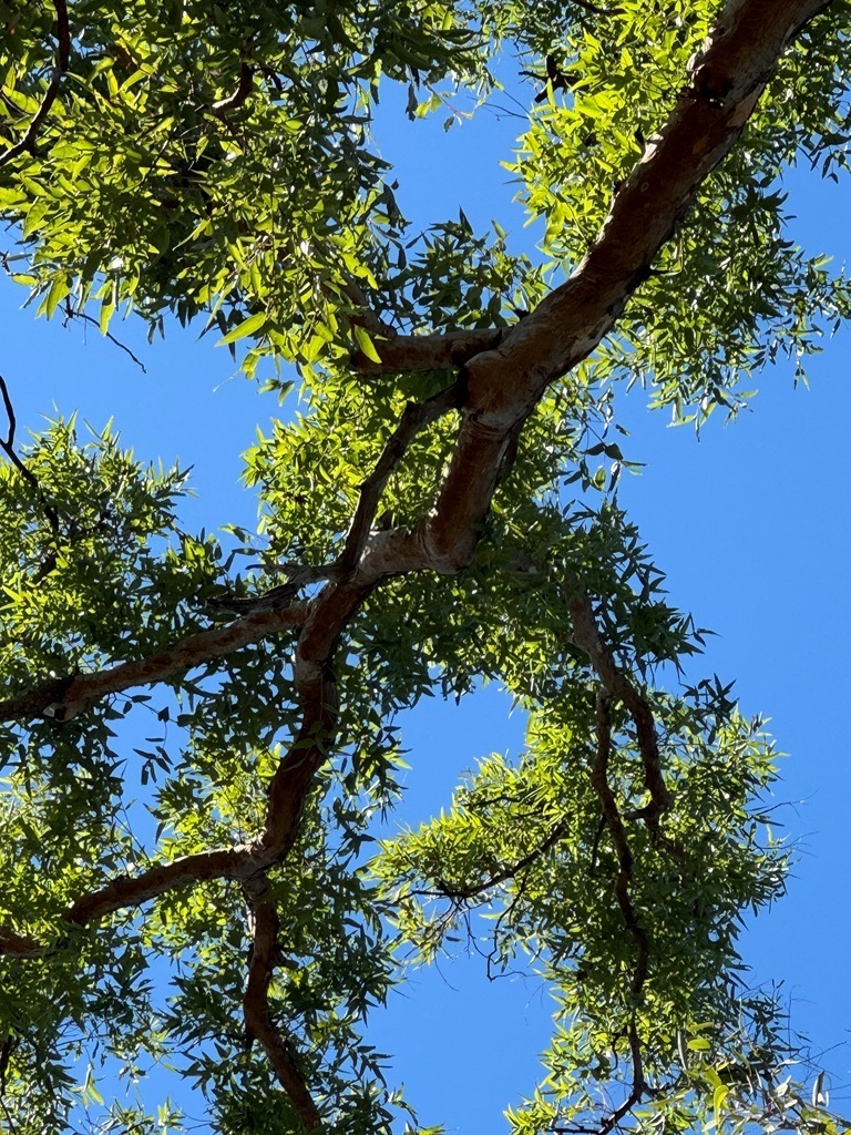 Smooth-barked Apple from Morton Vale QLD 4343, Australia on June 7 ...