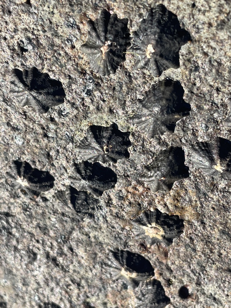 Gastropods from Coral Sea, Mission Beach, QLD, AU on June 8, 2024 at 03 ...
