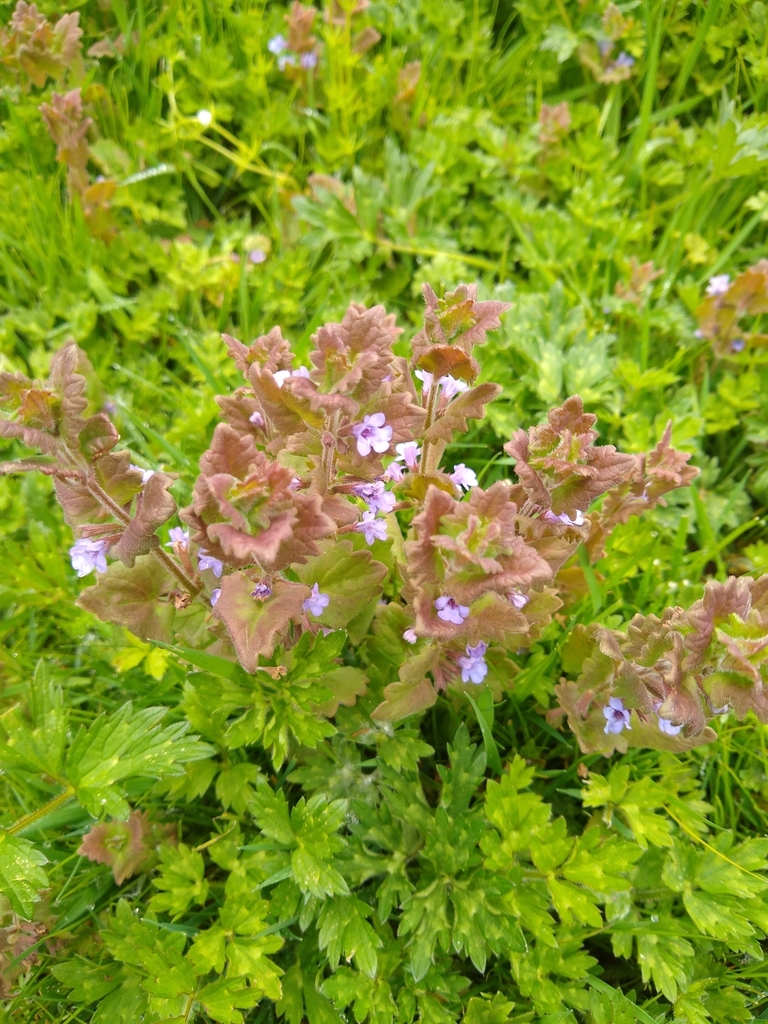 ground-ivy from Unnamed Road, Coventry CV3 2AB, UK on May 18, 2019 at ...