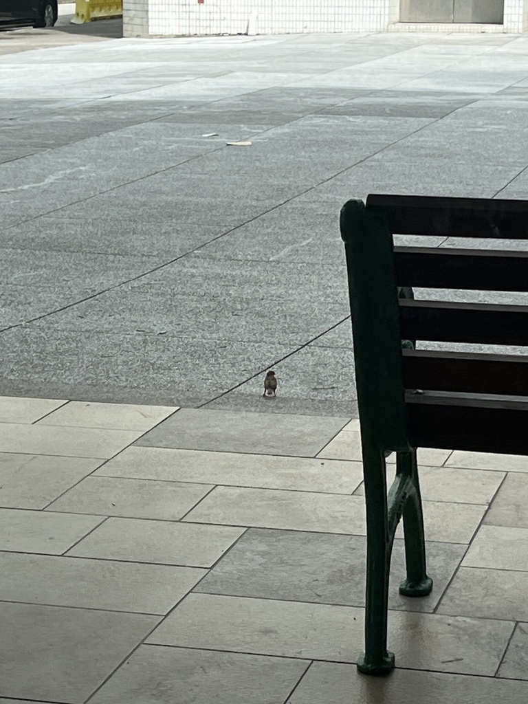 Eurasian Tree Sparrow from Fortune City One, Sha Tin, New Territories ...