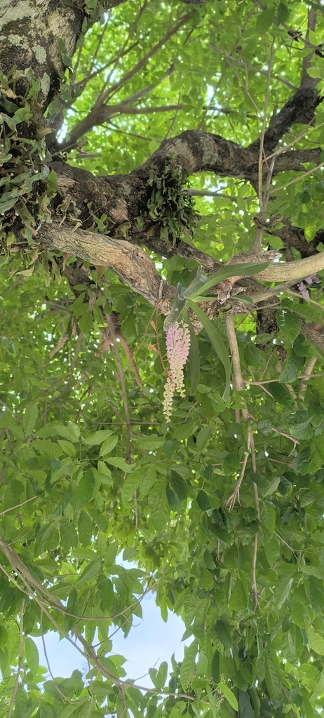Foxtail Orchid from Ipa Panchakanya, Nepal on June 5, 2024 at 10:38 AM ...