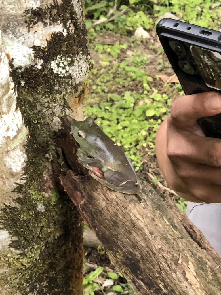 Malayan Flying Frog from Jalan Lady Maxwell, Raub, Pahang, MY on June 8 ...