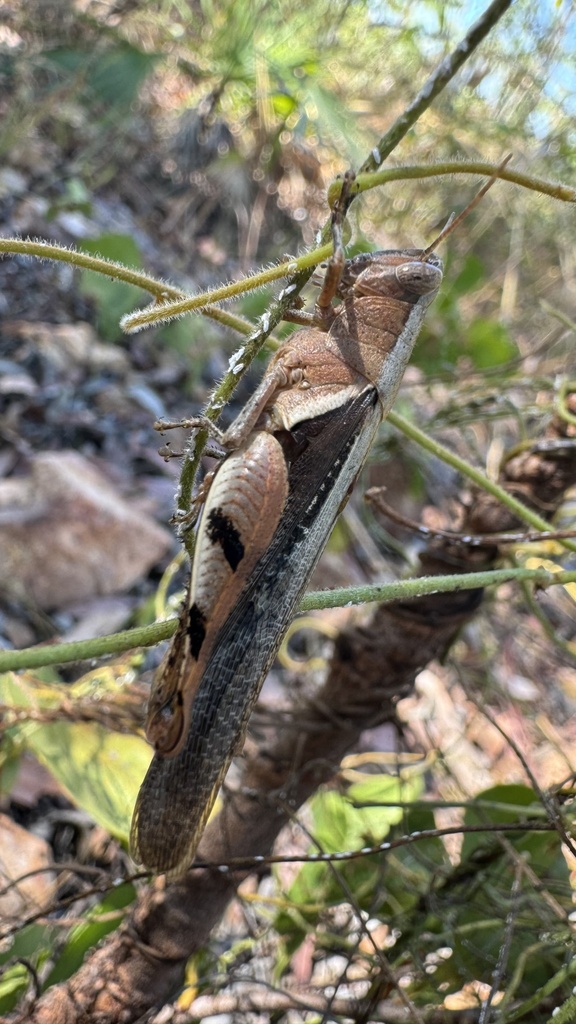 Sharptails from Kakadu National Park, Kakadu, NT, AU on June 8, 2024 at ...