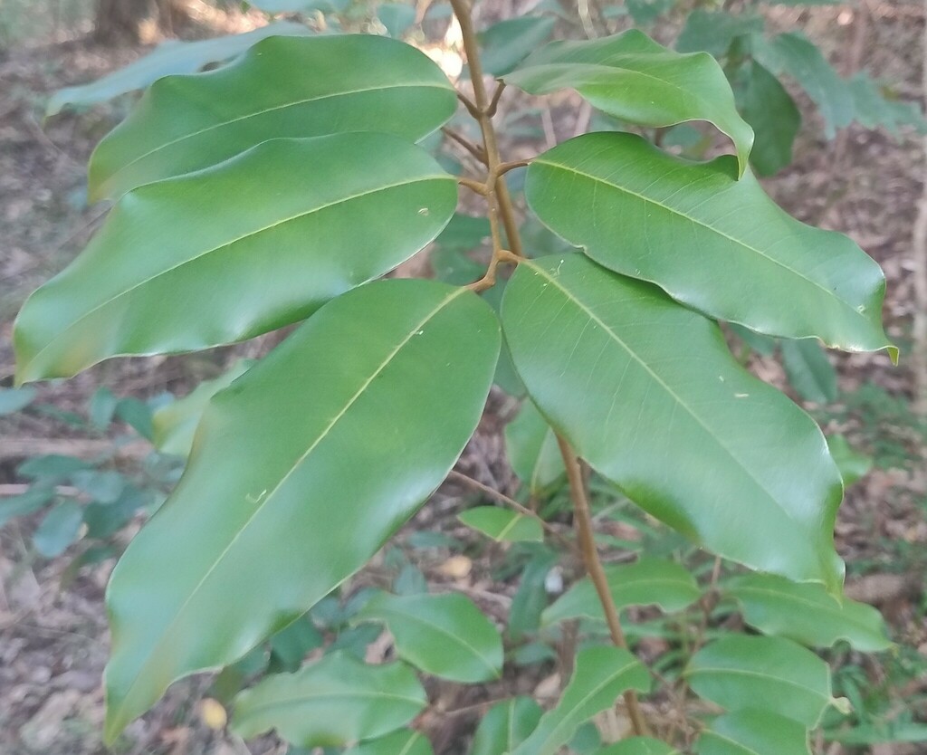 Yellow Pear-fruit in June 2024 by R. Uncommon small tree. · iNaturalist
